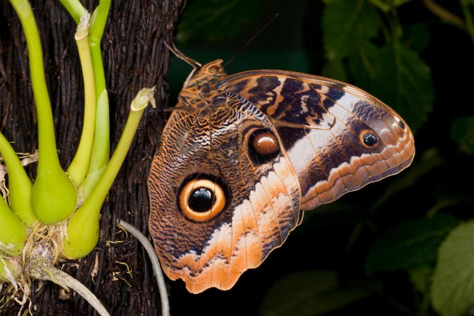 Free Stock Photo of Butterfly | Download Free Images and Free Illustrations