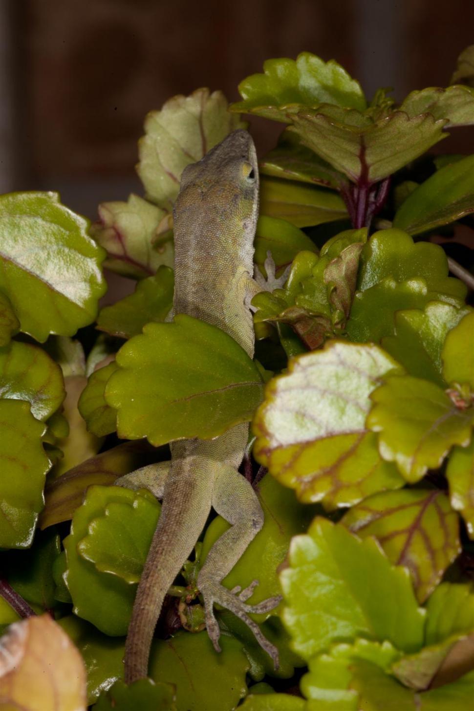 Free Stock Photo of Green Anole Lizard macro | Download Free Images and ...