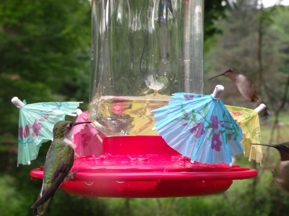 Free Stock Photo of Hummingbird Cafe | Download Free Images and Free ...