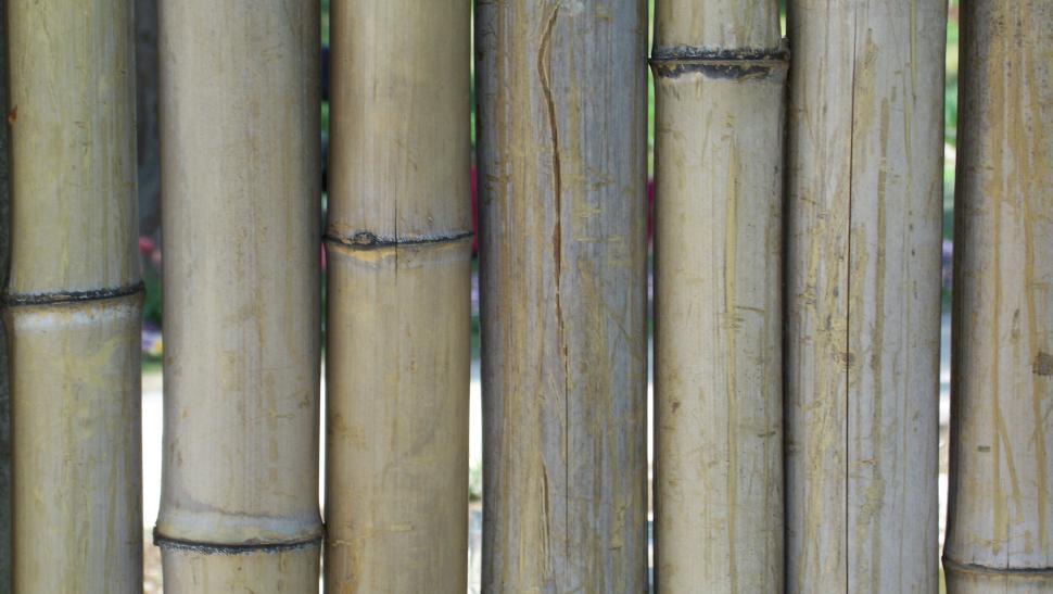 Free Stock Photo of Bamboo sticks | Download Free Images and Free ...