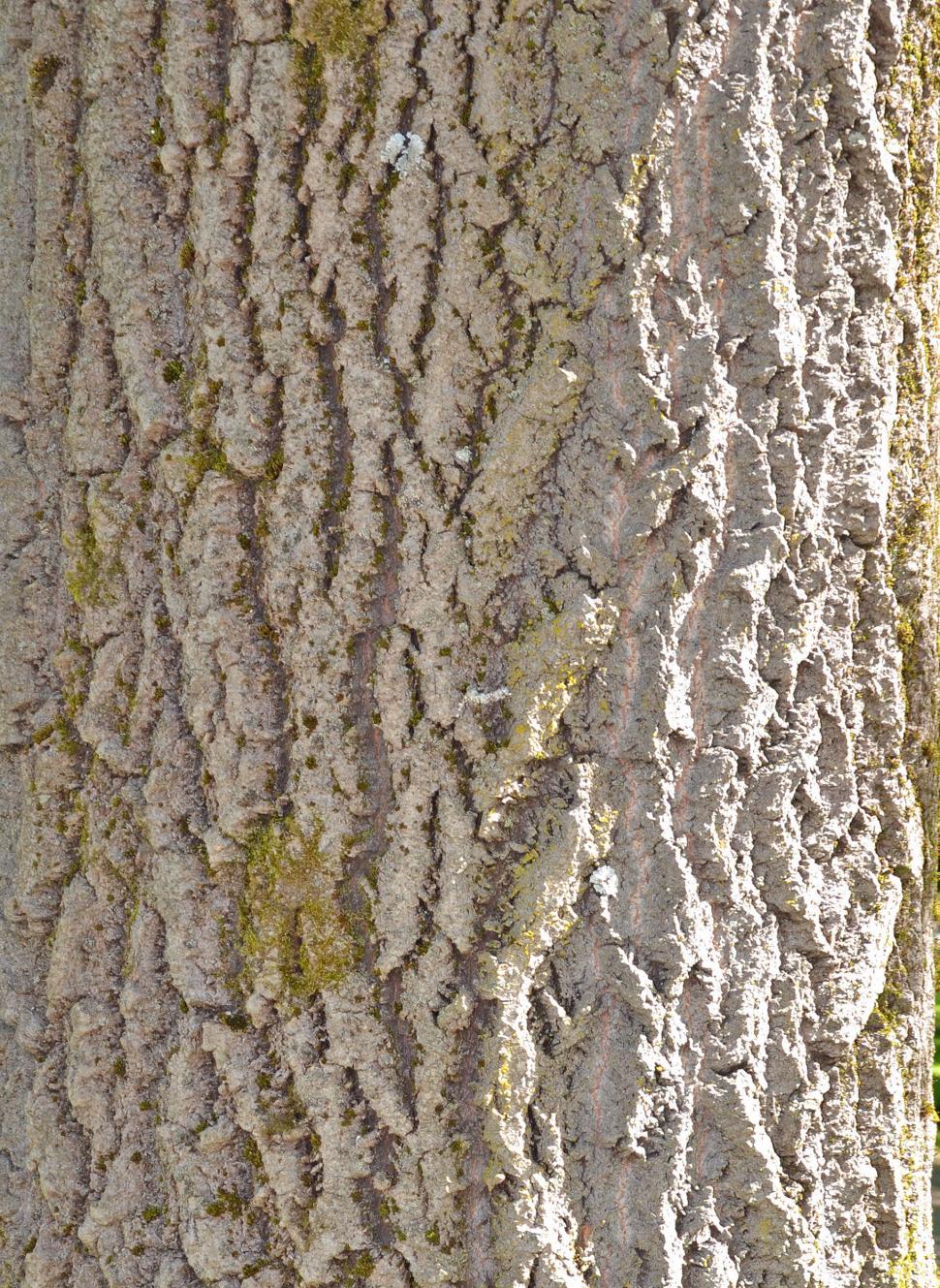Free Stock Photo of Bark of grey poplar | Download Free Images and Free ...