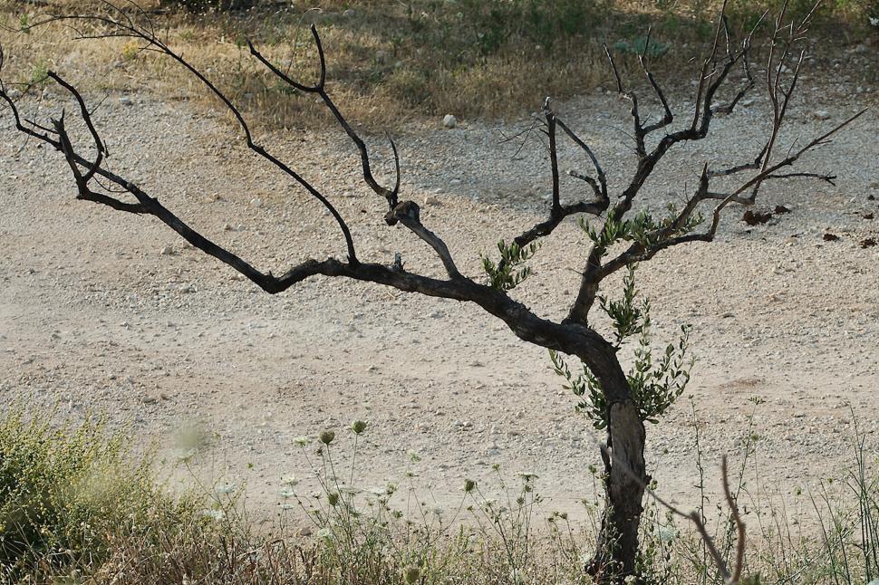 Free Stock Photo of Burned tree | Download Free Images and Free ...