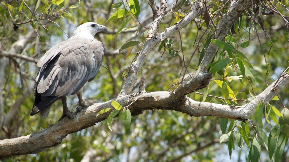 Free Stock Photo of Birds of the Australian Outback | Download Free ...