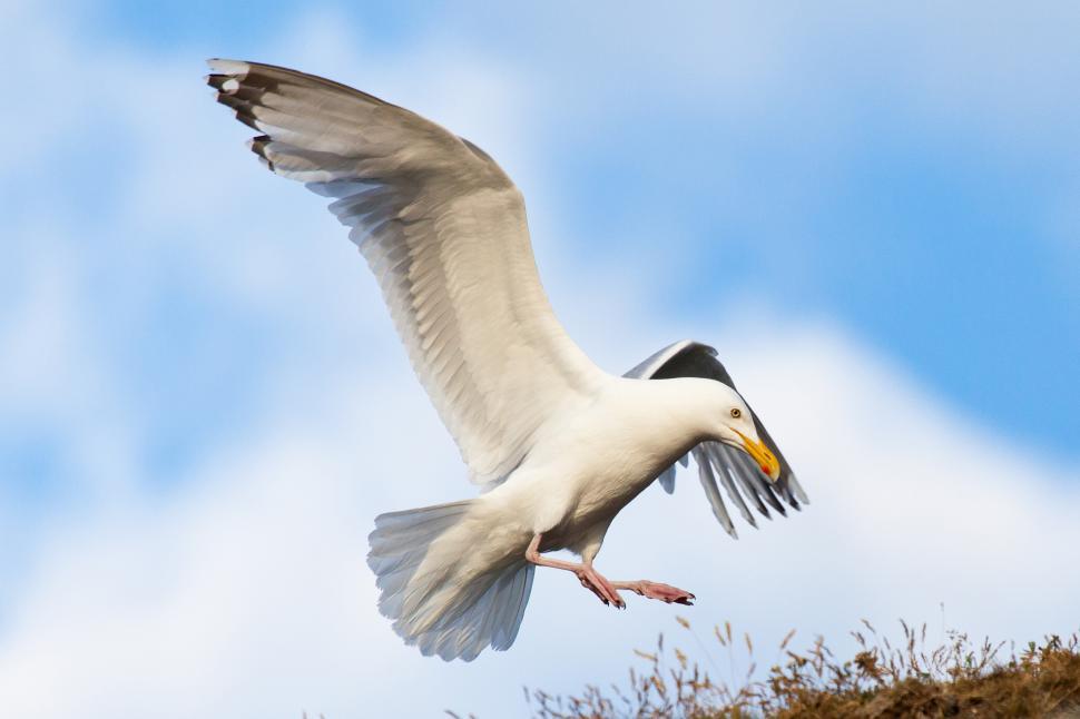 Free Stock Photo of Gull | Download Free Images and Free Illustrations