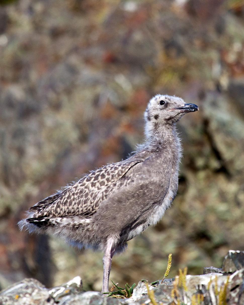 Free Stock Photo of Baby Gull | Download Free Images and Free Illustrations
