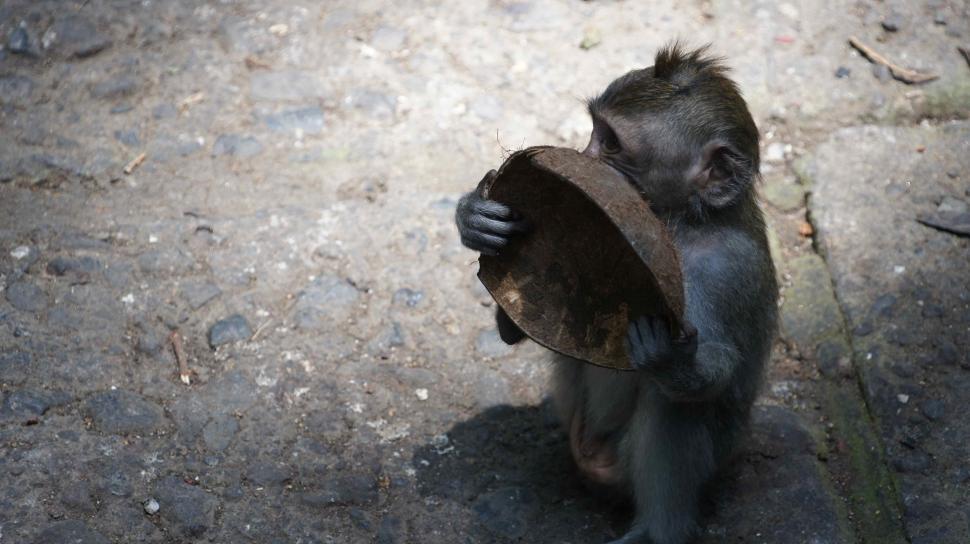 Free Stock Photo of Monkeys being Monkeys | Download Free Images and ...