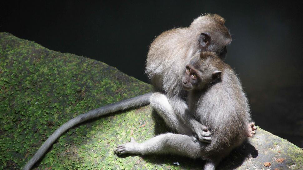 Free Stock Photo of Monkeys being Monkeys | Download Free Images and ...