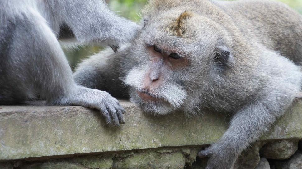 Free Stock Photo of Monkeys being Monkeys | Download Free Images and ...