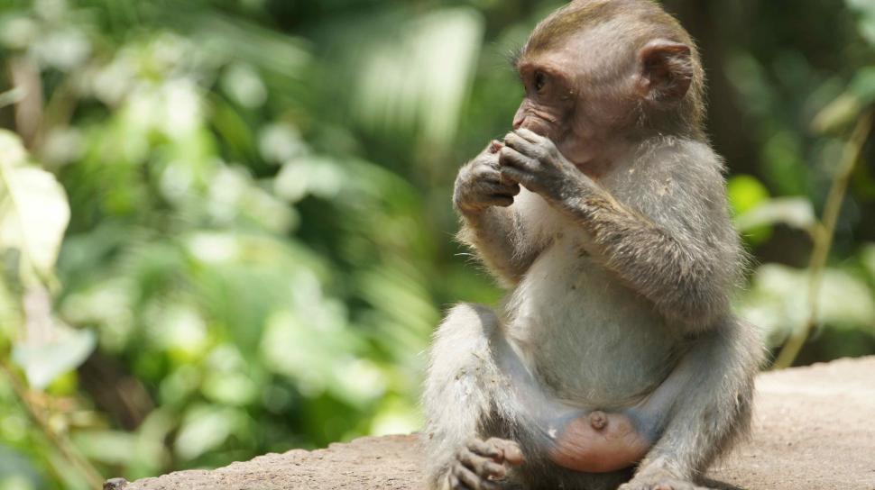 Free Stock Photo of Baby Monkey Hanging Out | Download Free Images and ...