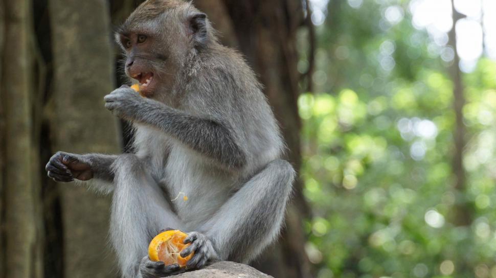 Baby Monkey Eating Banana