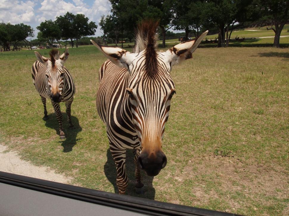 Free Stock Photo of Zebra | Download Free Images and Free Illustrations