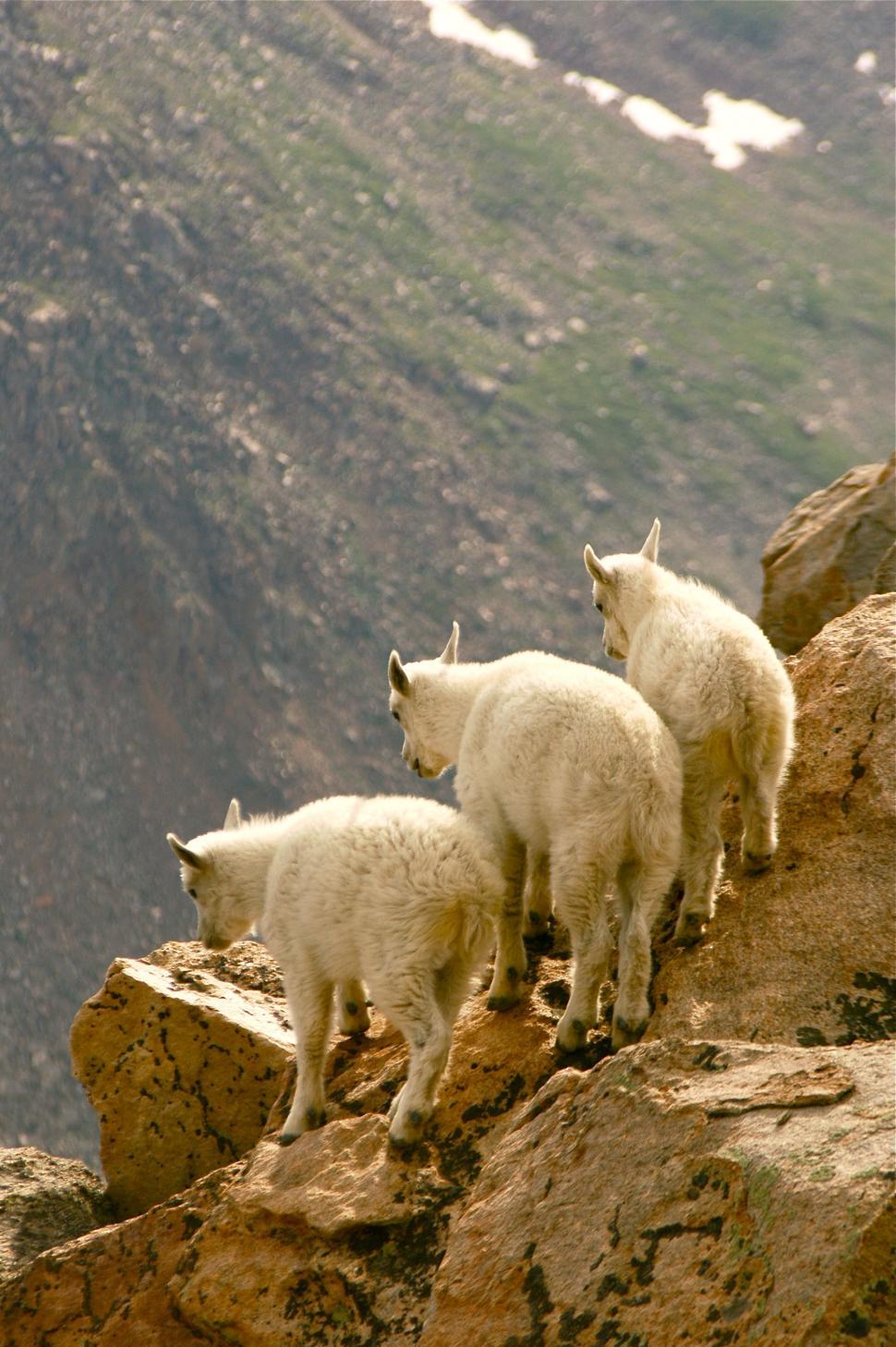 Free Stock Photo of Mountain Goat | Download Free Images and Free ...