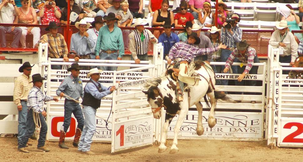 Free Stock Photo of Rodeo Cowboy on Bareback out of the Stall ...