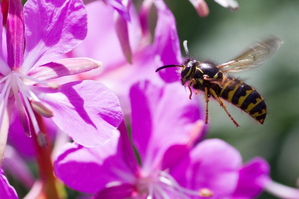 Free Stock Photo of Wasp | Download Free Images and Free Illustrations