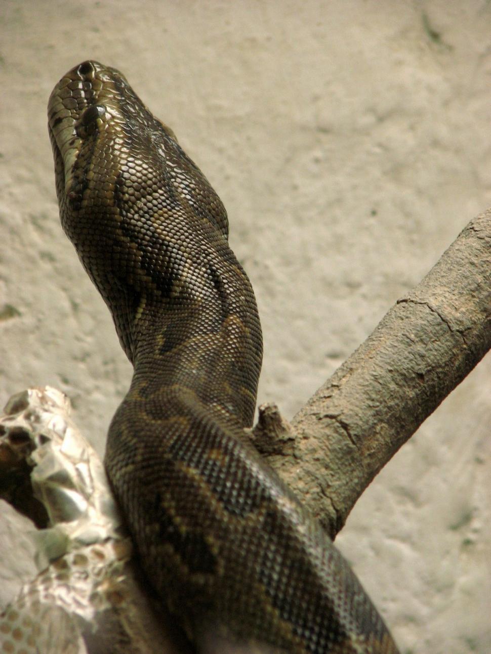 Free Stock Photo of Snake | Download Free Images and Free Illustrations