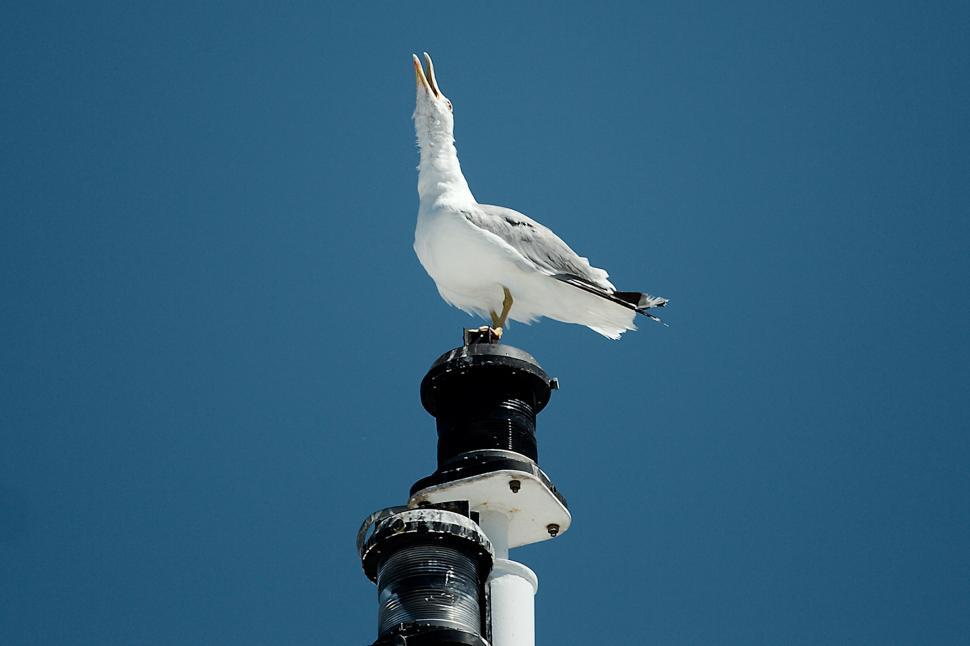 Free Stock Photo of Talking seagull | Download Free Images and Free ...