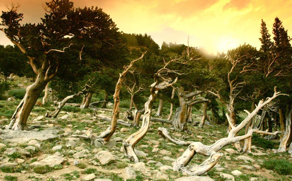 Free Stock Photo of Crooked Trees in an Abstract Mountain Landscape ...