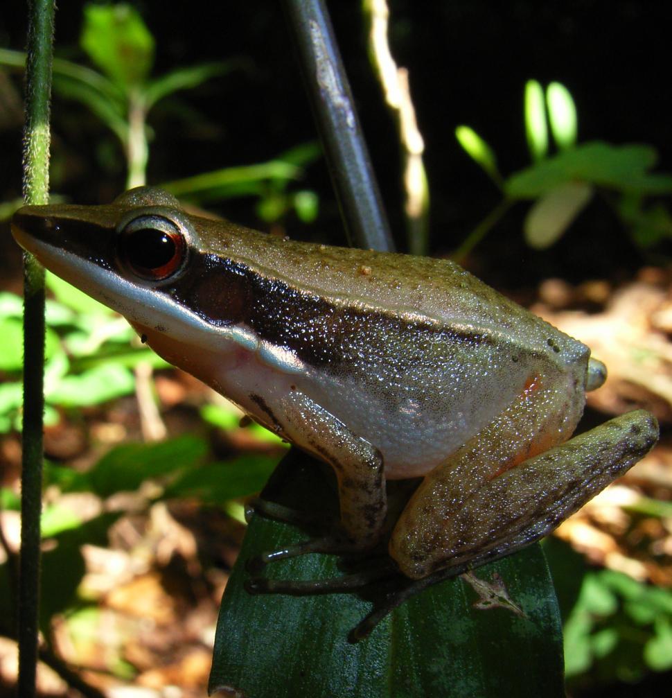 Free Stock Photo of Tree frog | Download Free Images and Free Illustrations