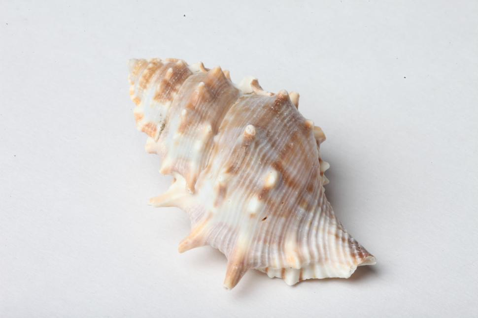 Free Stock Photo of Seashells | Download Free Images and Free Illustrations
