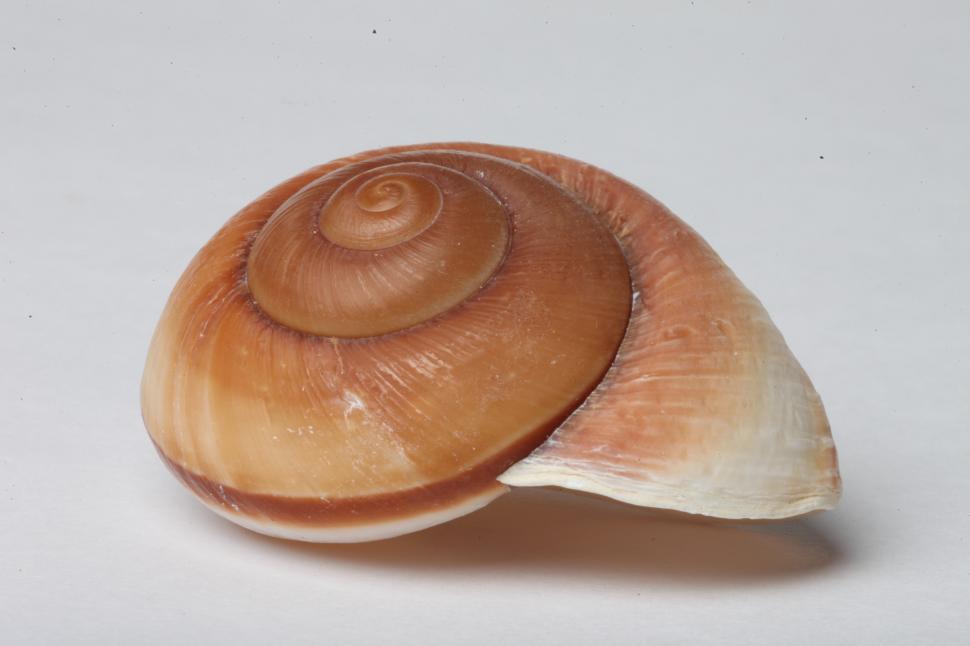 Free Stock Photo of Seashell | Download Free Images and Free Illustrations