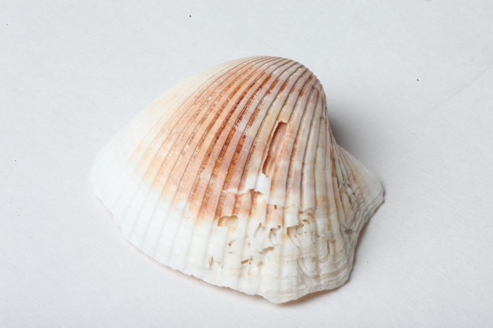 Free Stock Photo of Seashell | Download Free Images and Free Illustrations