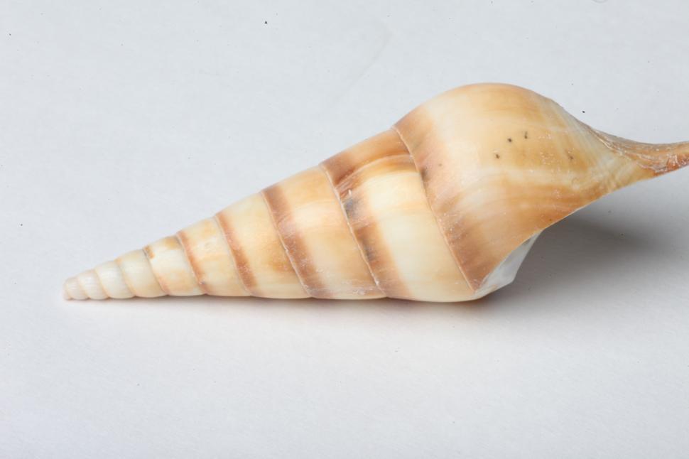 Free Stock Photo of Seashell | Download Free Images and Free Illustrations