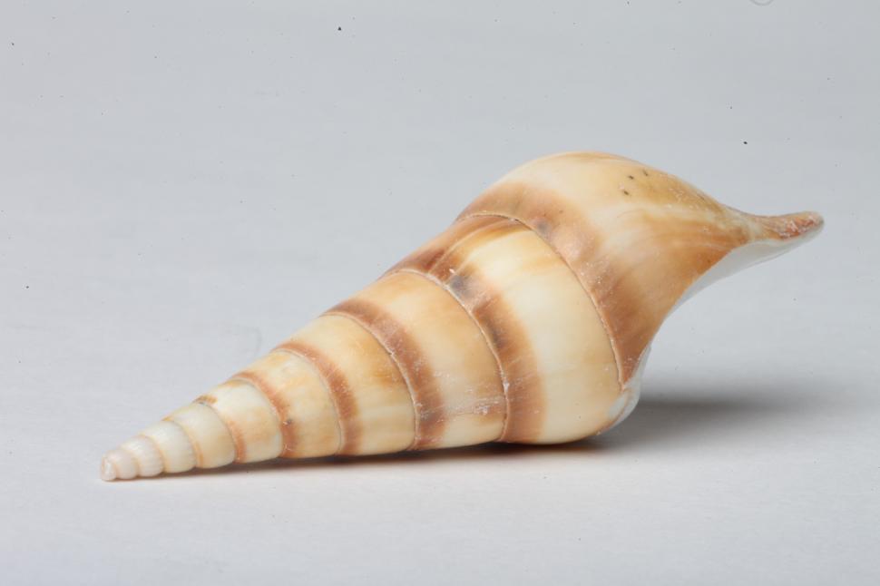 Free Stock Photo of Seashell | Download Free Images and Free Illustrations