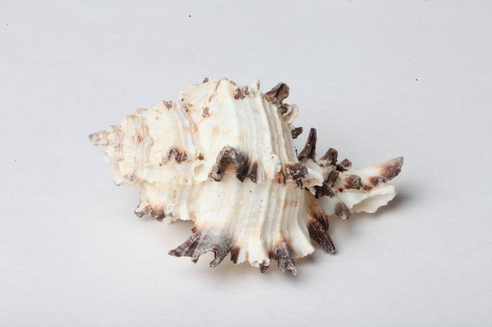 Free Stock Photo of Seashell | Download Free Images and Free Illustrations