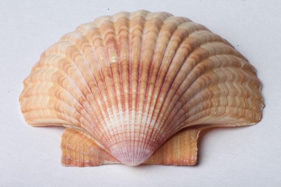 Free Stock Photo of Seashell | Download Free Images and Free Illustrations