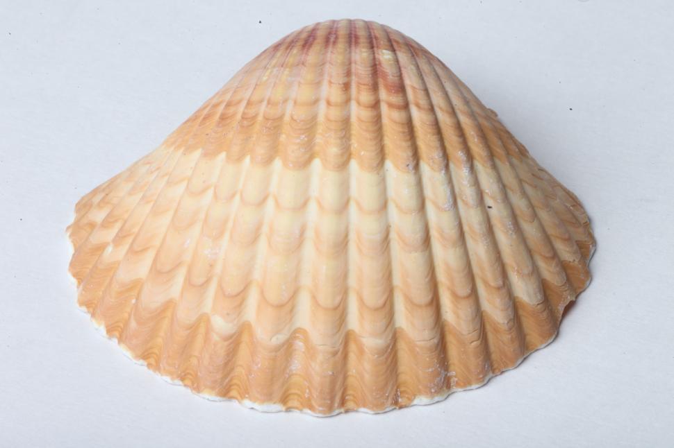 Free Stock Photo of Seashell | Download Free Images and Free Illustrations