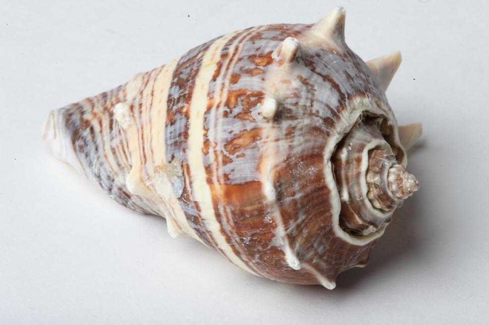 Free Stock Photo of Seashell | Download Free Images and Free Illustrations