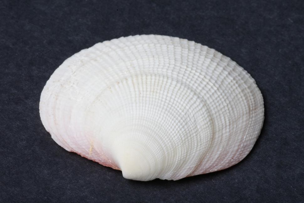Free Stock Photo of Seashell | Download Free Images and Free Illustrations