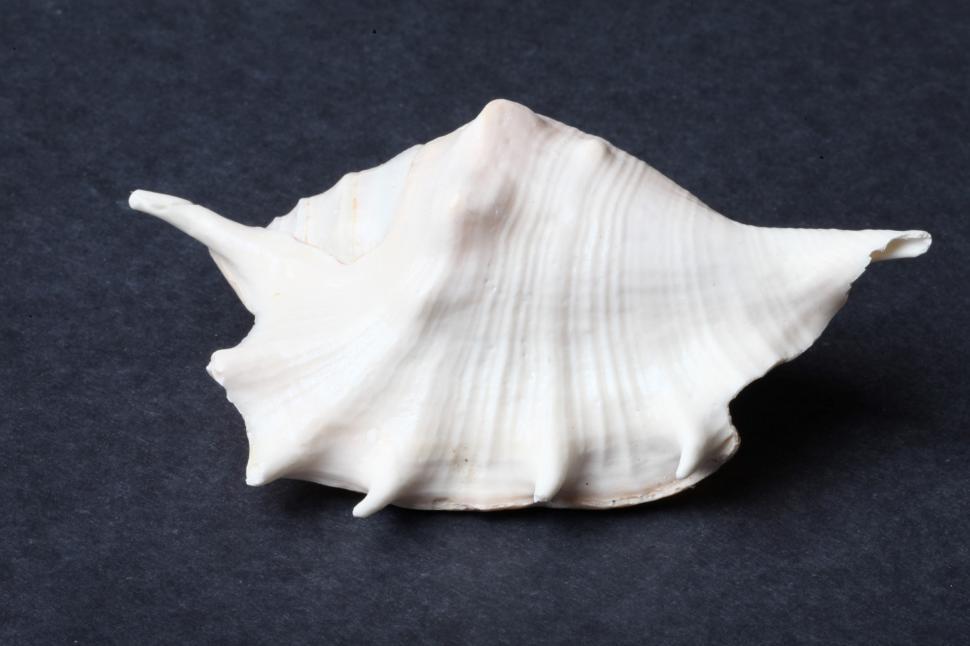 Free Stock Photo of Seashell | Download Free Images and Free Illustrations