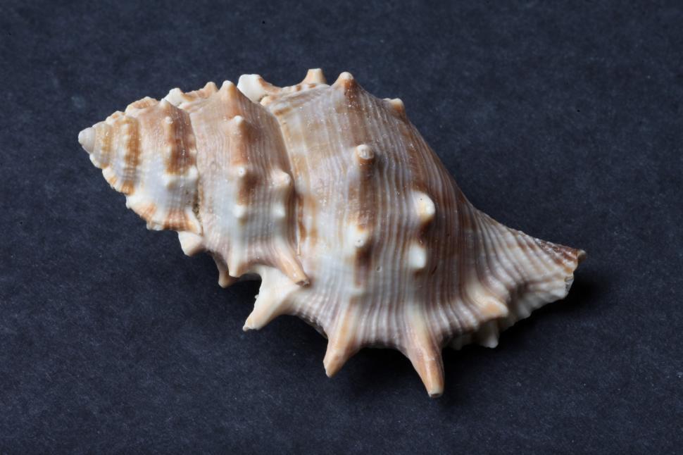 Free Stock Photo of Seashell | Download Free Images and Free Illustrations