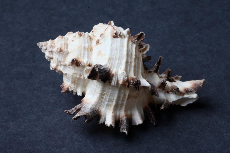 Free Stock Photo of Seashell | Download Free Images and Free Illustrations