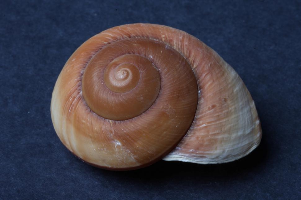 Free Stock Photo of Seashell | Download Free Images and Free Illustrations