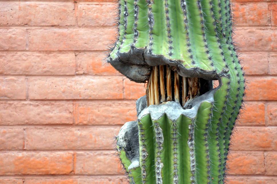 Free Stock Photo of Damaged saguaro cactus | Download Free Images and ...