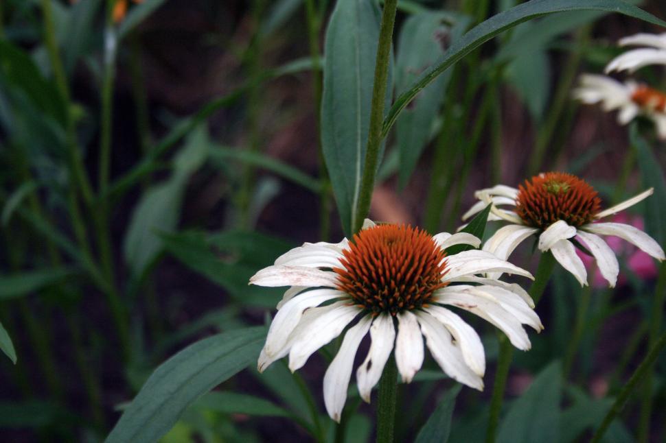 Free Stock Photo of White Coneflowers | Download Free Images and Free ...