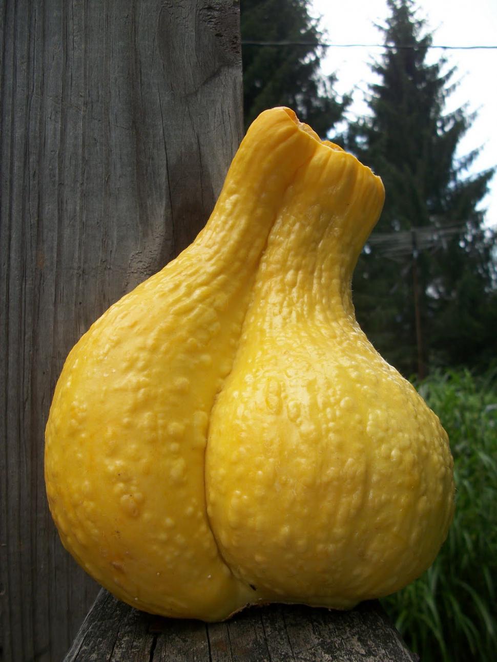 Free Stock Photo of Conjoined By Nature | Download Free Images and Free ...