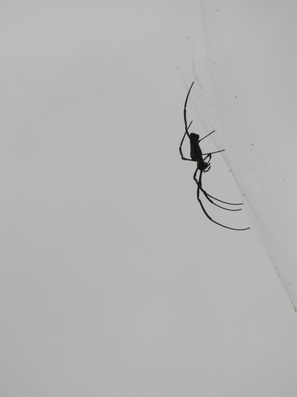 Free Stock Photo of Spider | Download Free Images and Free Illustrations
