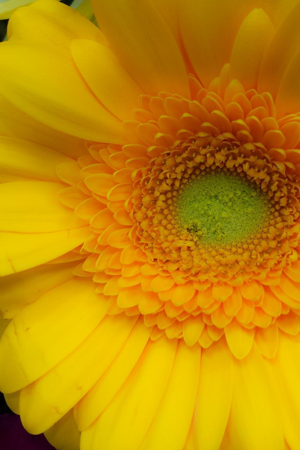 Free Stock Photo of Flower | Download Free Images and Free Illustrations