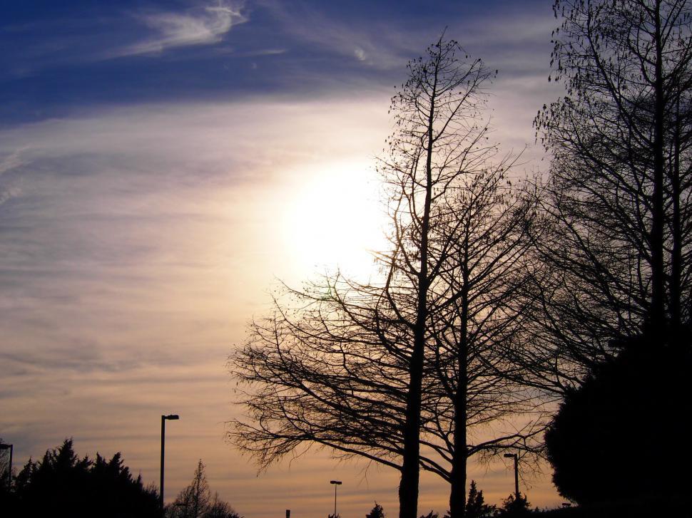 Free Stock Photo of Dramatic Tree scene | Download Free Images and Free ...