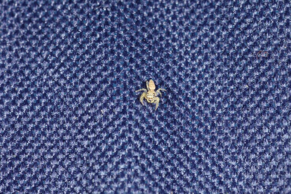 Free Stock Photo of Jumping Spider on Blue fiber | Download Free Images ...