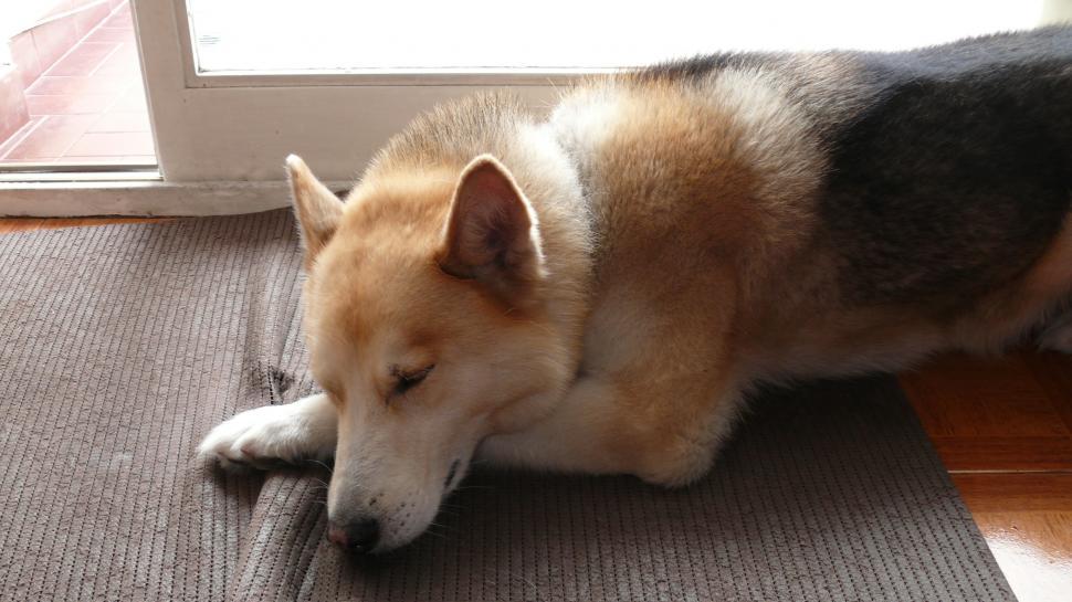 Free Stock Photo of Dog Laying Beside Door | Download Free Images and ...