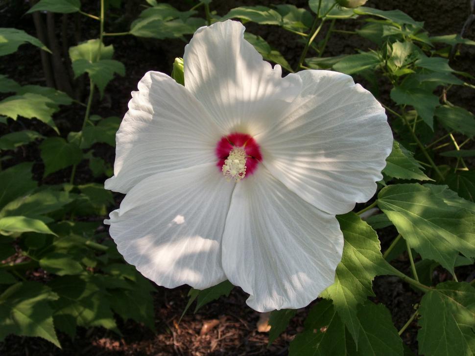 Free Stock Photo of Simply Beautiful | Download Free Images and Free ...