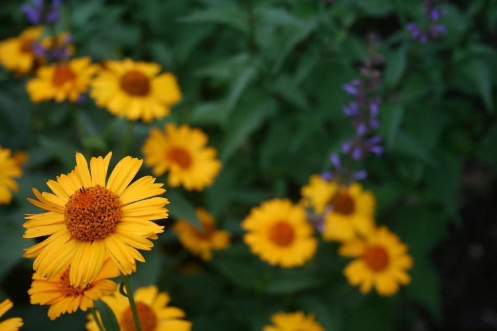 Free Stock Photo of Yellow Helenium | Download Free Images and Free ...