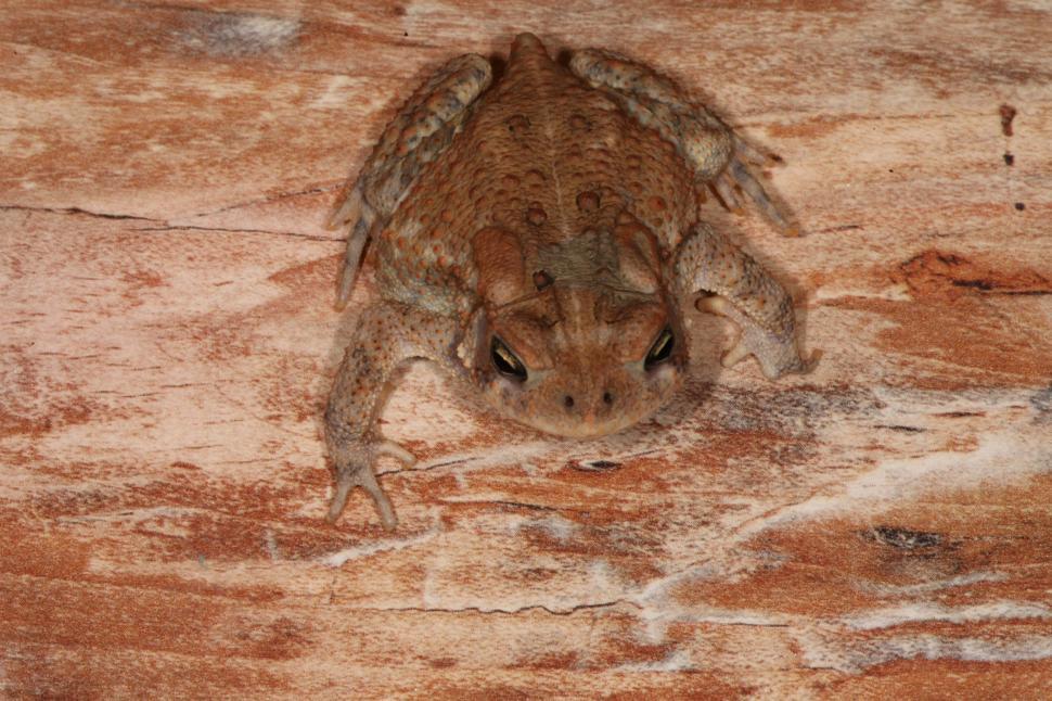 Free Stock Photo of Toad | Download Free Images and Free Illustrations