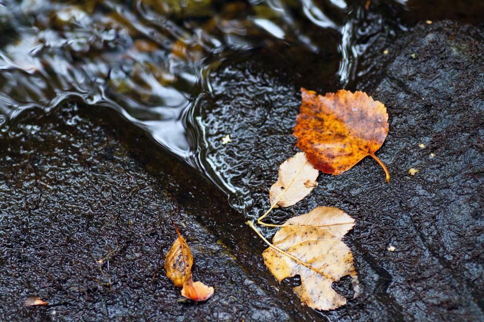 Free Stock Photo of Autumn Stream | Download Free Images and Free ...