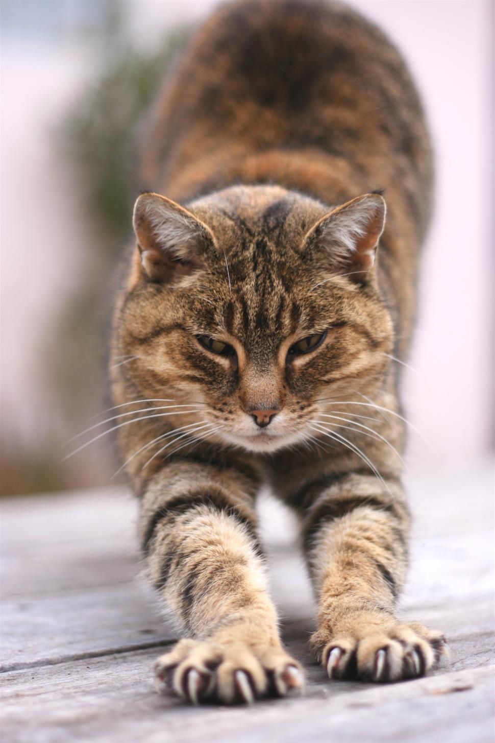 Free Stock Photo of Cat stretching | Download Free Images and Free ...