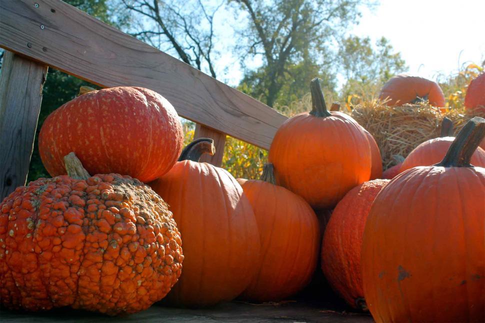 Free Stock Photo of Pumpkins | Download Free Images and Free Illustrations